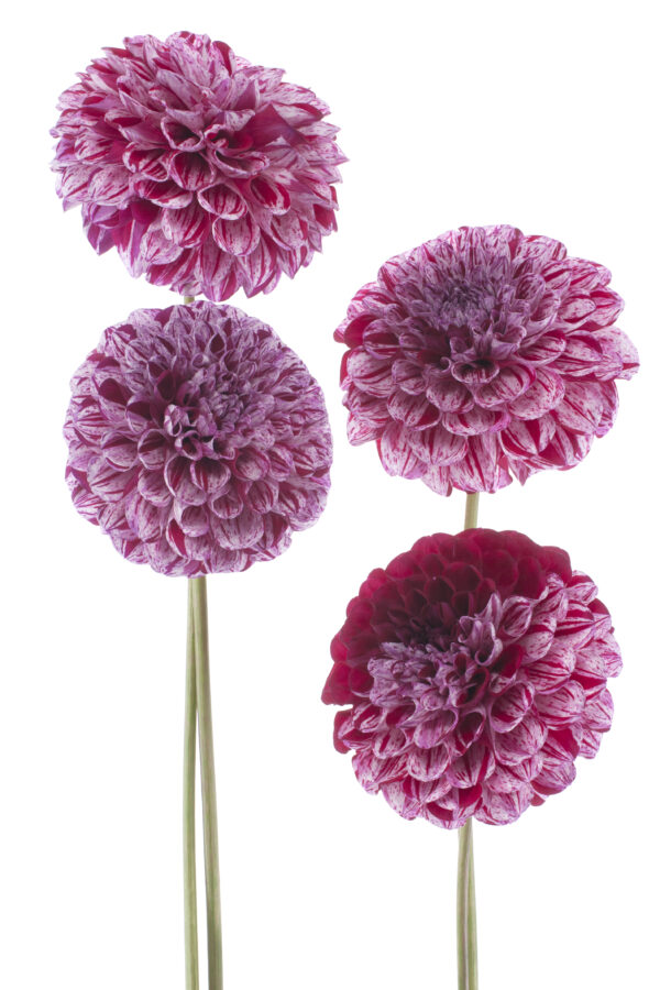 The South American Cut-flower LIST! - Floral Gossip